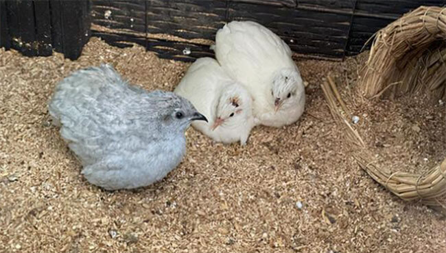 Does Rutin Chicken Have a Bad Taste? The Difference with Ordinary Chicken