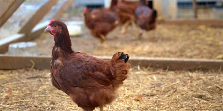 Best Chicken Breeds for Backyard Chicken Keeping