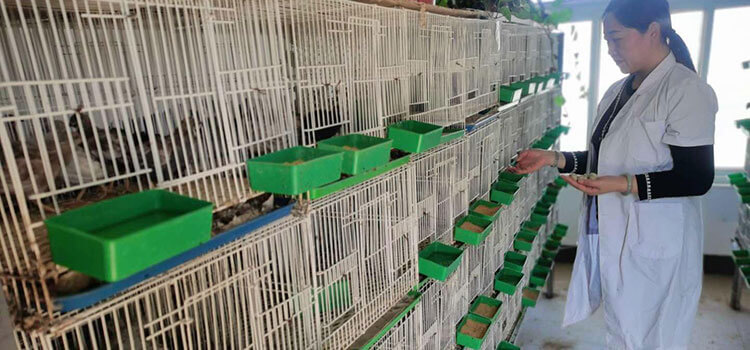Daily Management Methods For Raising Rutin Chickens On Farms