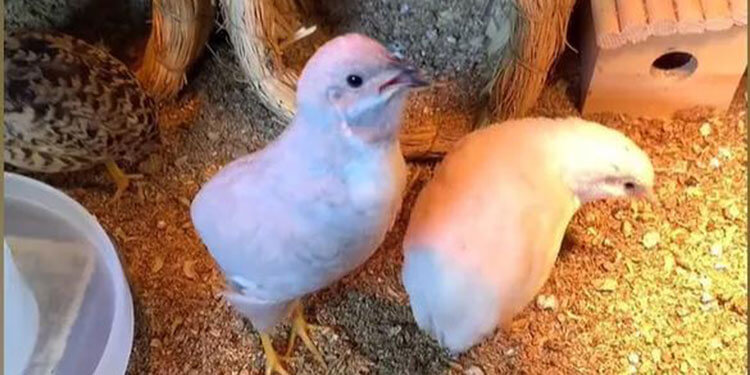 How To Feed Open-ended Medicine For Rutin Chickens