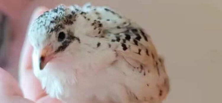 Newcomer Home Breeding Rutin Chicken Mind