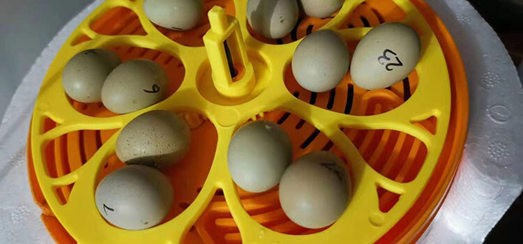 Rutin Chicken – The World’s Smallest Chicken