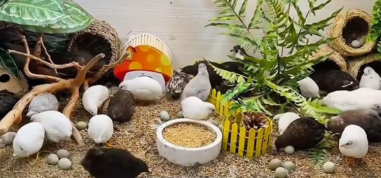 How I Raised Rutin Chickens At Home