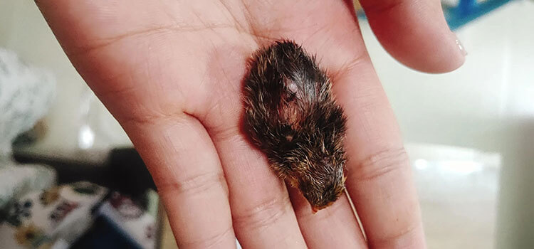 The Most Comprehensive Health Care Measures For Chicks