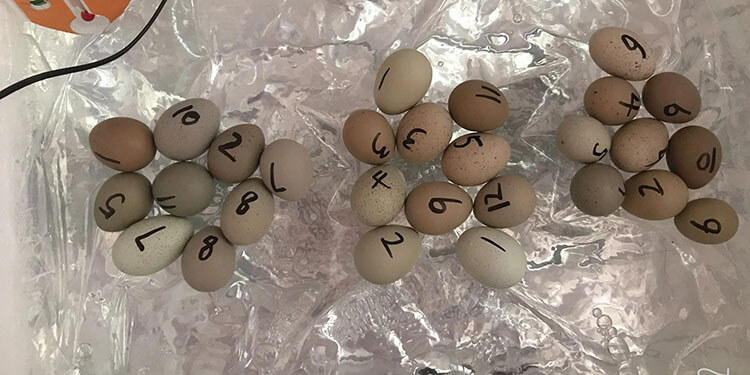 The Process Of Hatching Rutin Chickens For Beginners