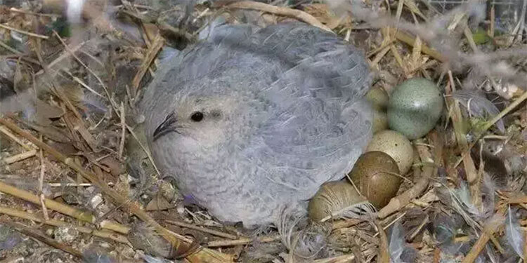 When Does The Rutin Chicken Lay Eggs