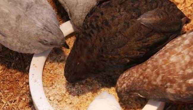 Are Rutin Chickens Noisy And Can They Be Farmed
