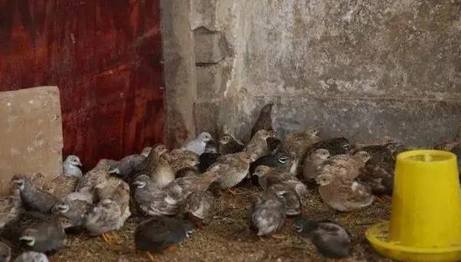 How Much Does It Cost To Raise 100 Groups Of Rutin Chickens? With ...