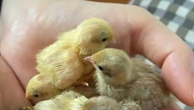 How To Raise Rutin Chickens In Winter