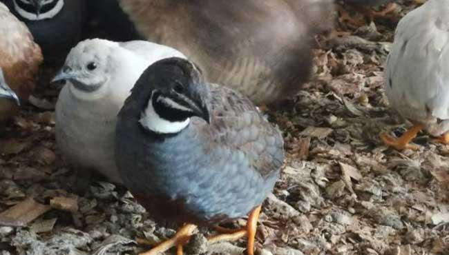 What Is The Different Colors Of Rutin Chickens? Rutin Chickens Lay Eggs ...