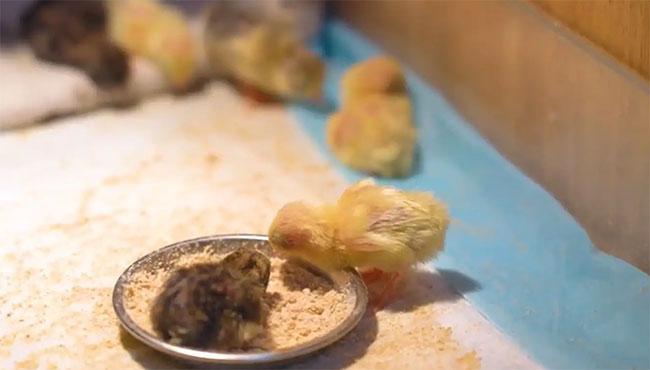 How To Brood The Rutin Chicken