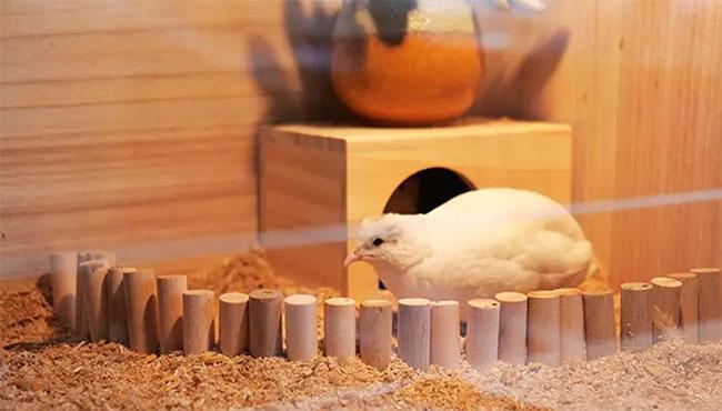 Rutin Chicken Raised In The House Stink? Rutin Chickens Laying Eggs On ...