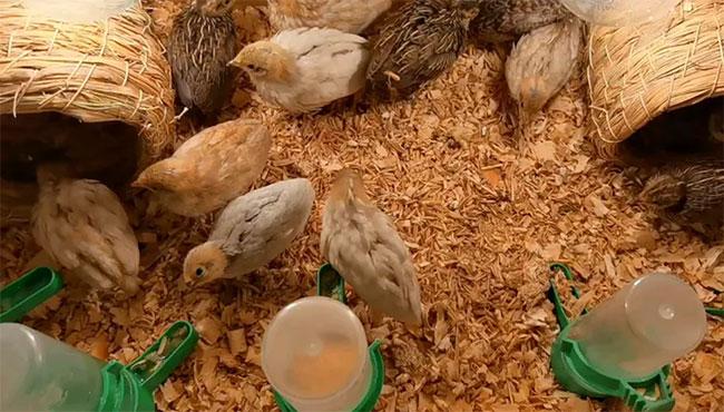 How Many Days Does It Take To Light The Eggs And How To Hatch The Rutin ...