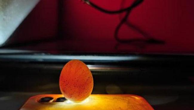 How Many Days Does It Take To Stop Turning The Eggs When The Rutin ...