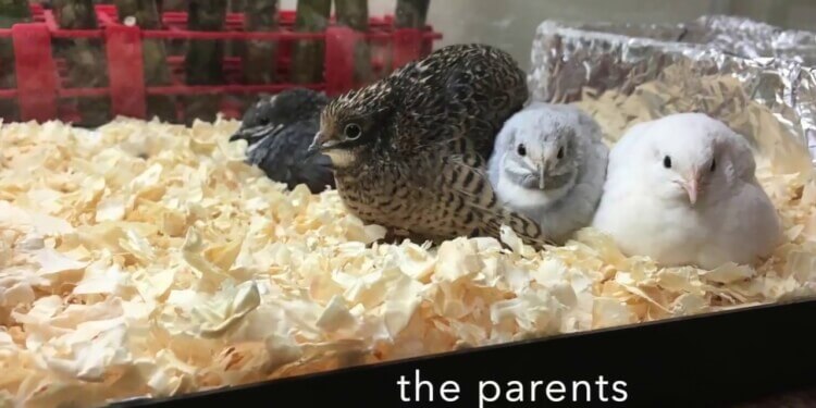 Raise Button Quail: From Incubating Eggs, Brooding Chicks, and Laying ...