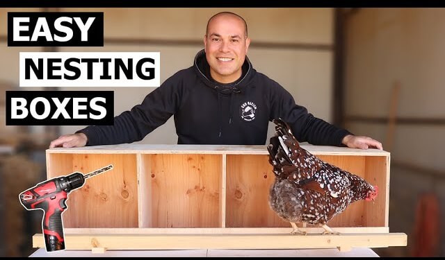 Nesting Boxes for Chickens - How to Build Chicken Nest Boxes