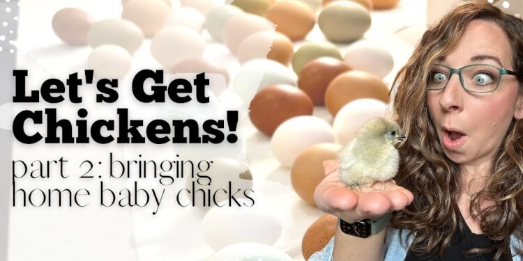 A Comprehensive Guide to Bringing Home Baby Chicks: Setup, Care, and ...