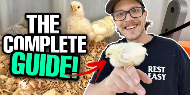 How To Care For Baby Chicks: A Comprehensive Journey from Start to Finish