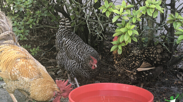 How Much Ivermectin For Chickens To Control Parasites