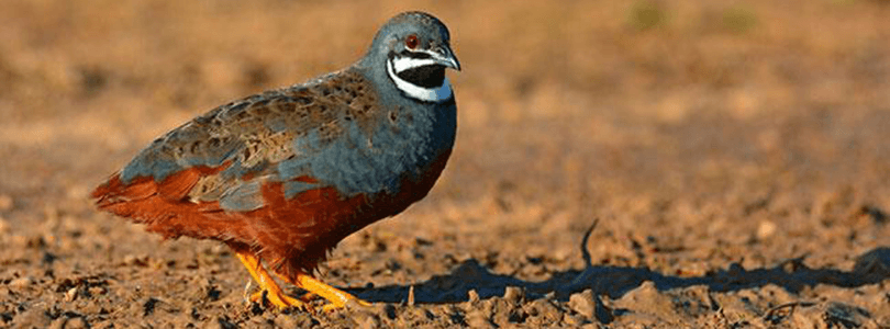Raise Button Quail From Incubating Eggs Brooding Chicks And Laying