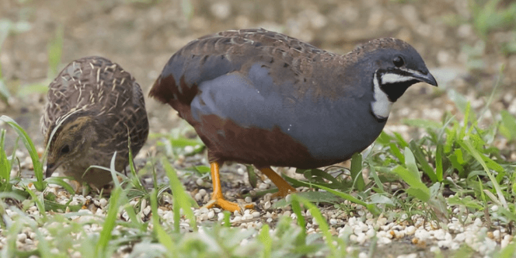 A Comprehensive Guide to Incubating Rutin Chicken Eggs