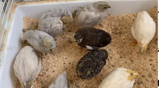 Rutin Chicken: The Tiny Bird Taking The Pet World By Storm